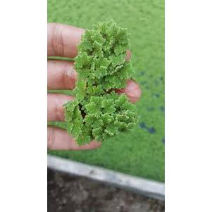 Jual Azolla microphylla / azola / bibit azolla / indukan azola BIBT ...