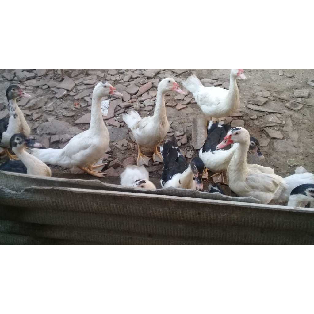 Jual BEBEK - ENTOK - NILA - MANILA - LOKAL HIDUP - UNTUK BERAT BACA ...
