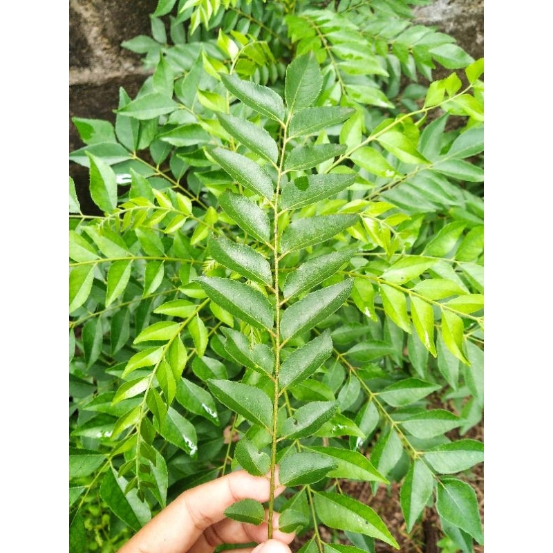 Jual PROMO Daun Kari Segar | Daun Salam Koja | Daun temurui Fresh ...