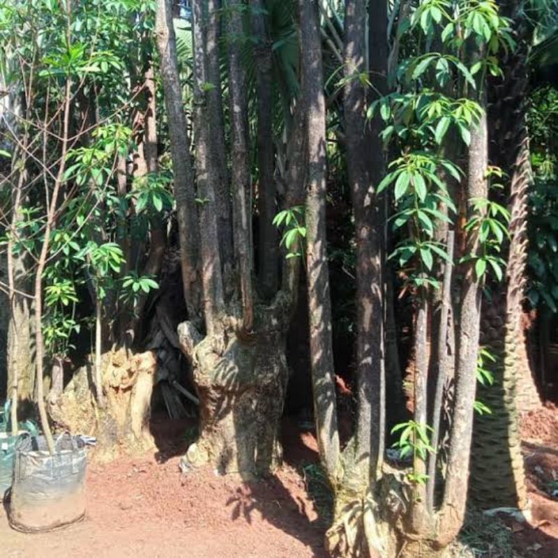 Jual tanaman pulai perindang taman ukuran 1m-3m | Shopee Indonesia