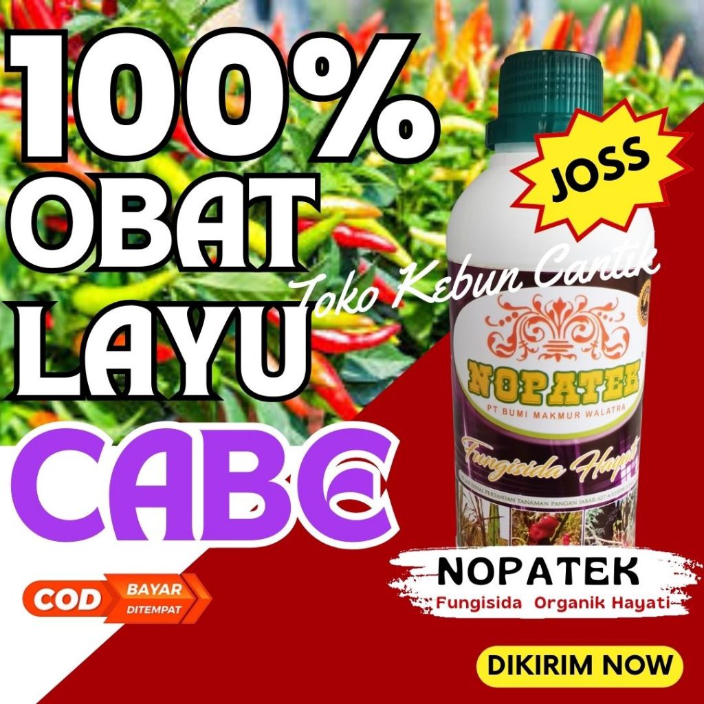 Jual NOPATEK Fungisida Layu Fusarium Cabai – Obat Layu Fusarium Cabai ...