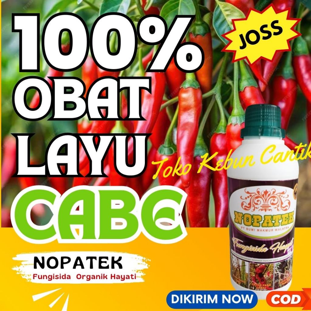 Jual NOPATEK Fungisida Layu Fusarium Cabai – Obat Layu Fusarium Cabai ...
