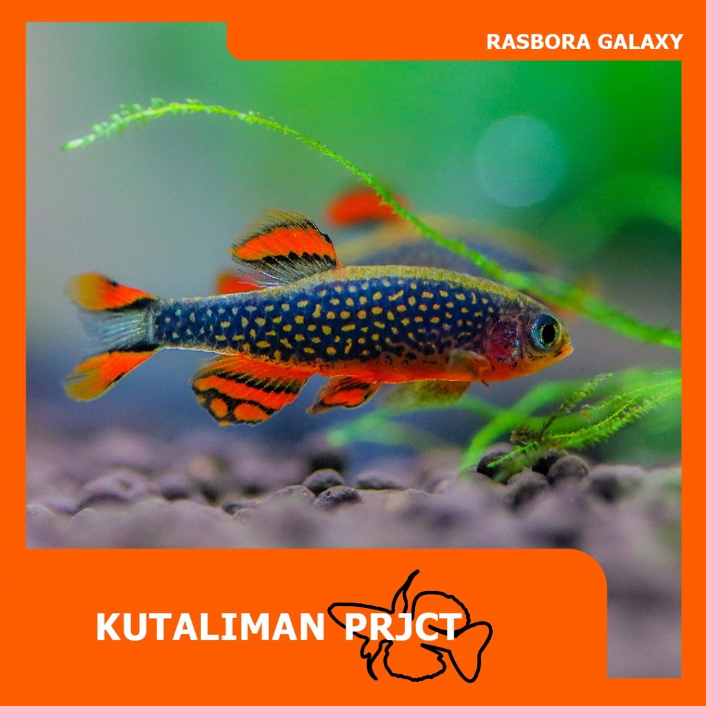 Jual RASBORA GALAXY / CELESTIAL PEARL DANIO / RASBORA AQUASCAPE ...