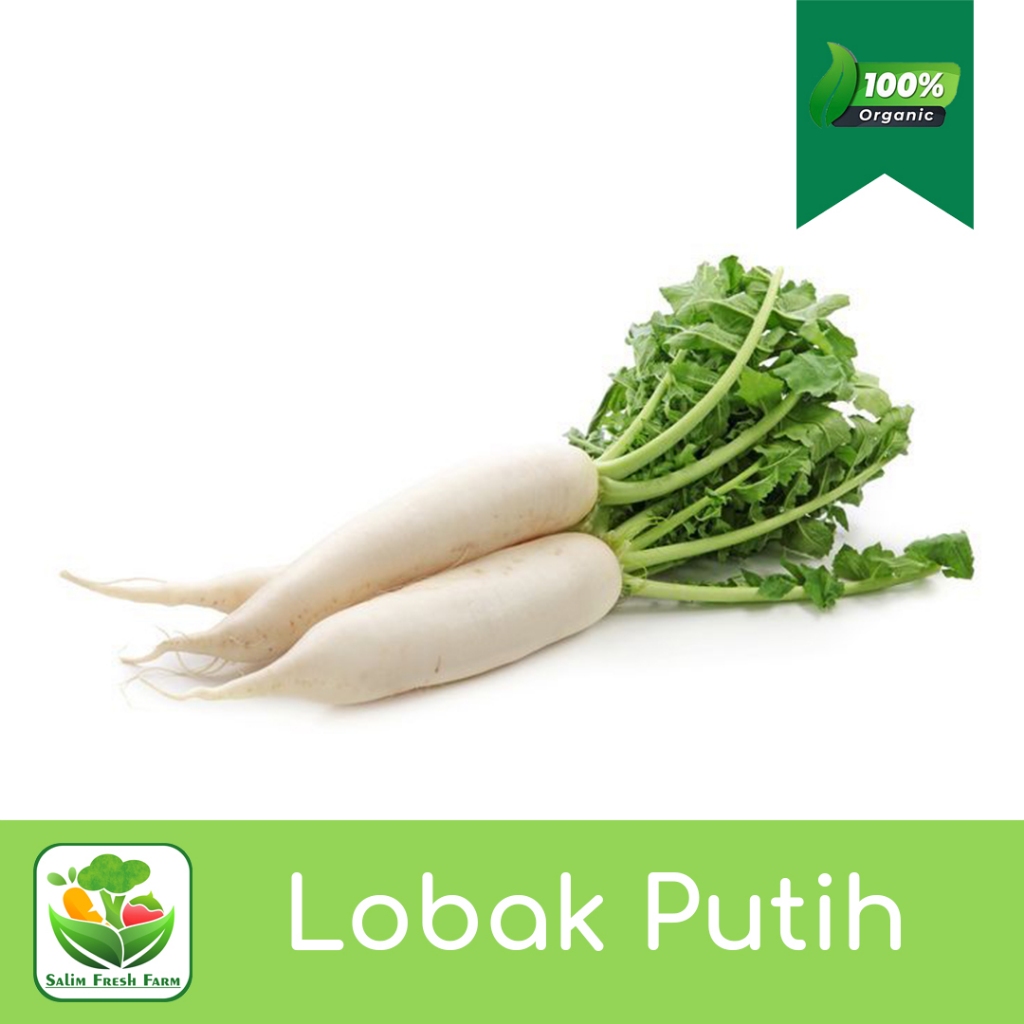 Jual Lobak putih / Lobak putih segar 1kg / Lobak putih segar / Lobak ...