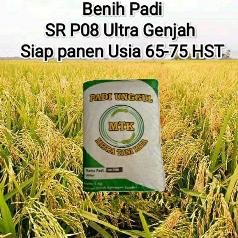 Jual Benih Padi SR P08 Ultra Genjah Usia 65-75 HST (Padi Galur Lokal) - 5 Kg | Shopee Indonesia