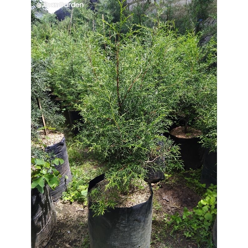 Jual Tanaman Hia Pohon Cemara wangi,Cemara rentes T100cm(Cupressus ...