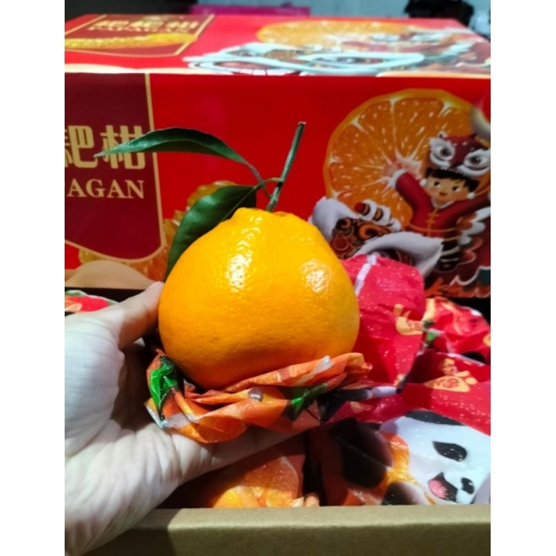 Jual Indukbuah Hampers Gift Box Imlek 2025 Buah Jeruk Dekopon Papagan ...