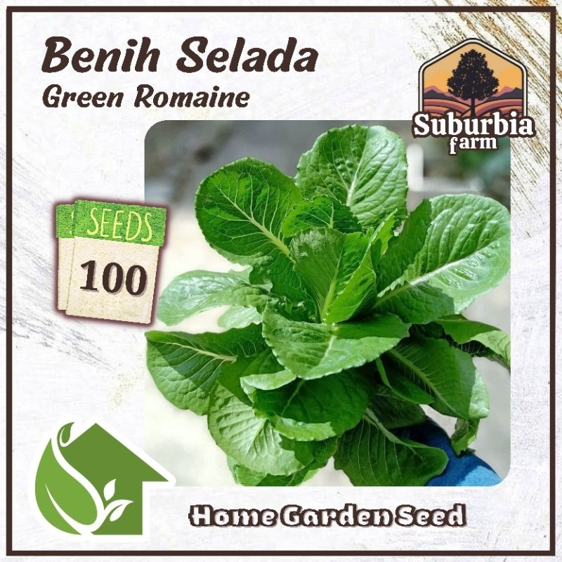 Jual 100 Biji Benih Selada Green Romaine Bibit Sayuran Lettuce Known You Seed | Shopee Indonesia