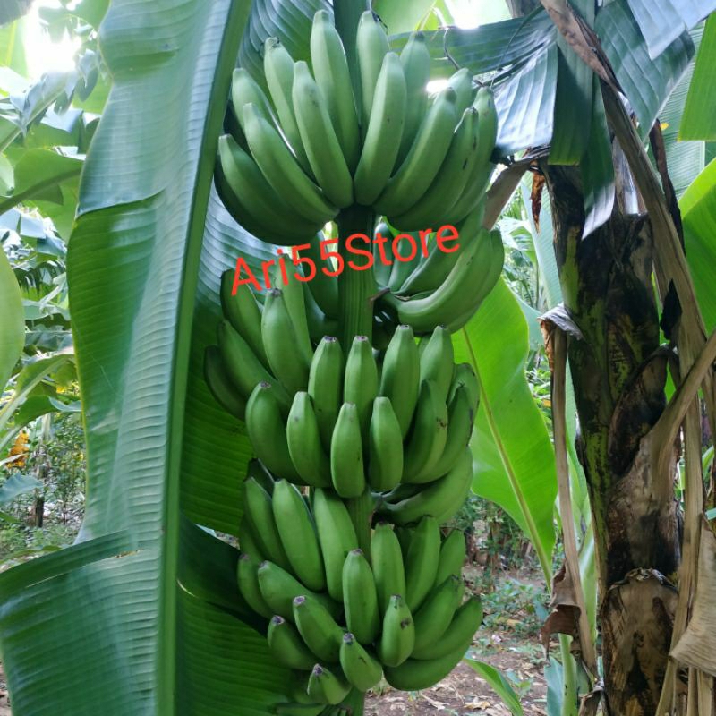 Jual Pisang Cavendish Fresh 1 Tandan | Shopee Indonesia