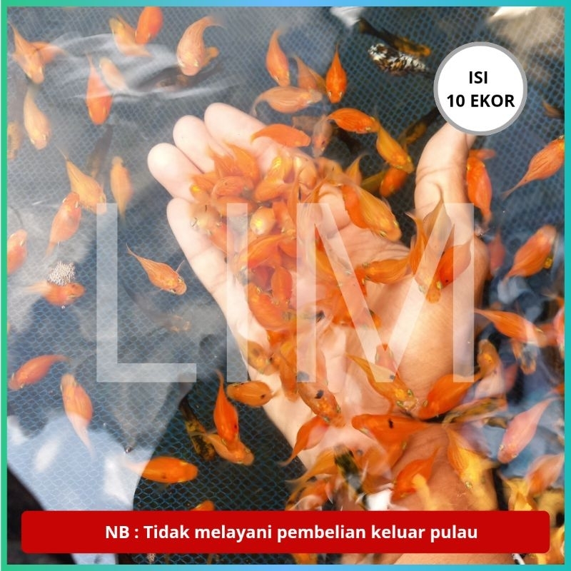 Jual Hiasan Aquarium Molly Balon Oren Isi 10 | Shopee Indonesia