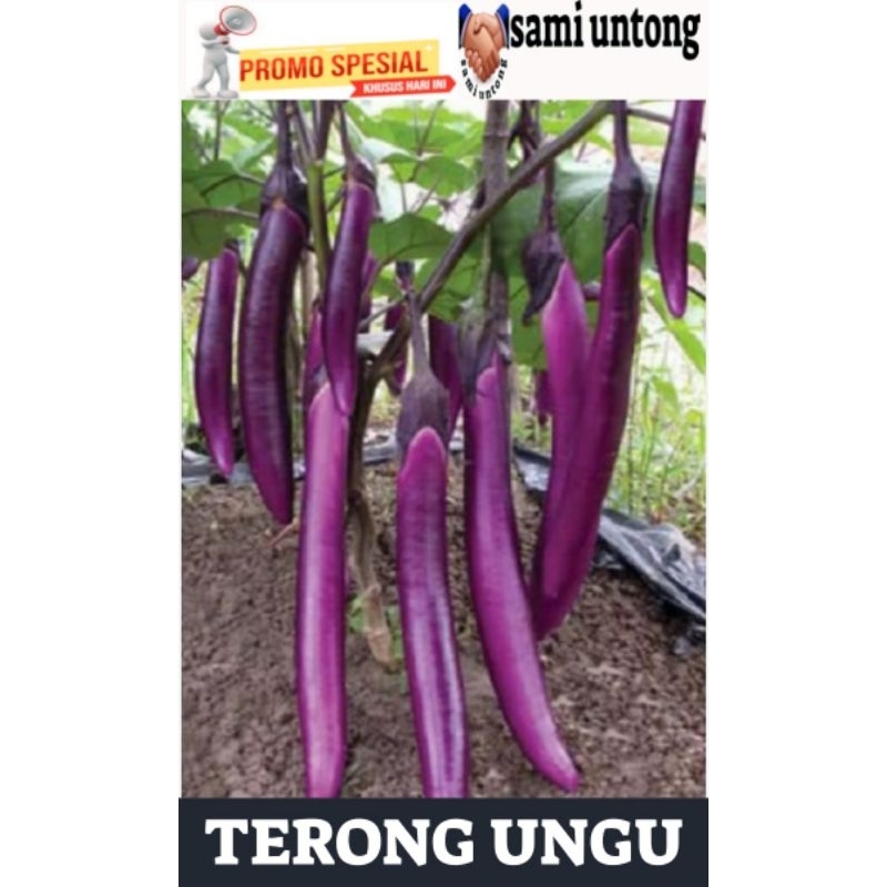 Jual COD!!! BENIH TERONG UNGU SUPER PANJANG LEZATA F1 benih unggul buah panjang | Shopee Indonesia
