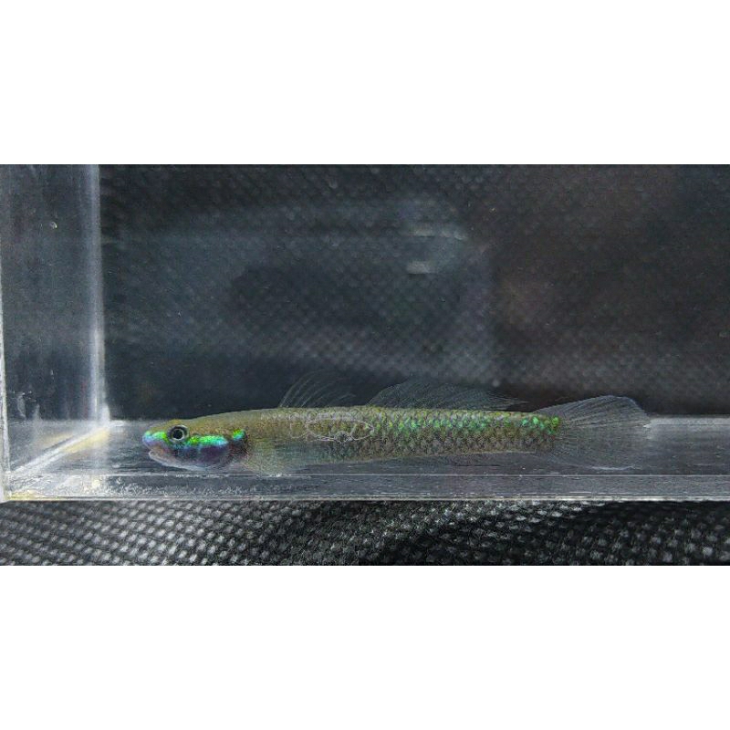 Jual Cobalt Blue Goby (Stiphodon semoni) | Shopee Indonesia