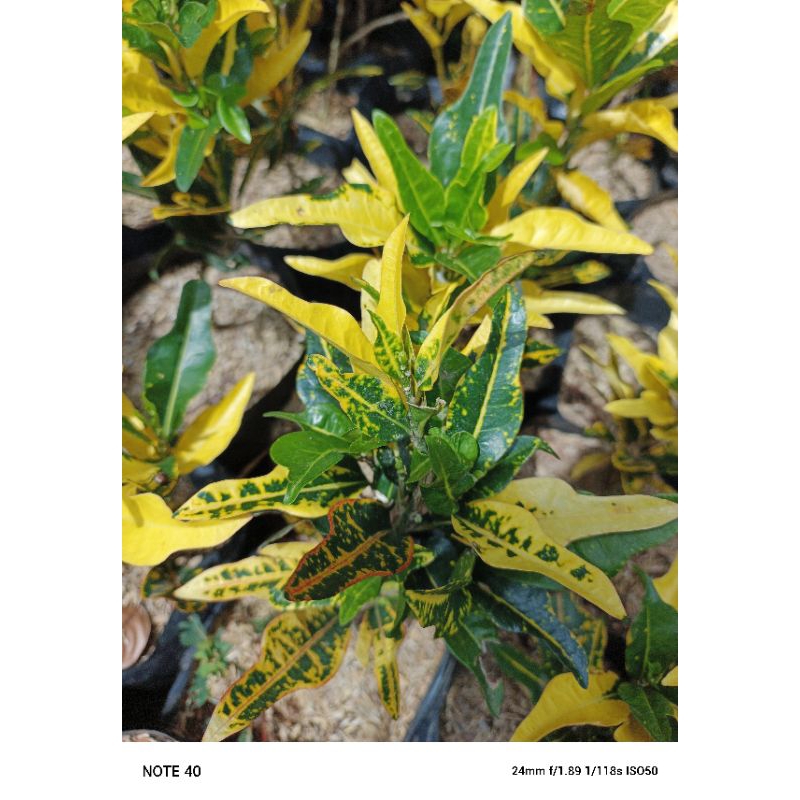 Jual tanaman hias puring daun kuning cantik, tanaman hias cantik, bunga ...