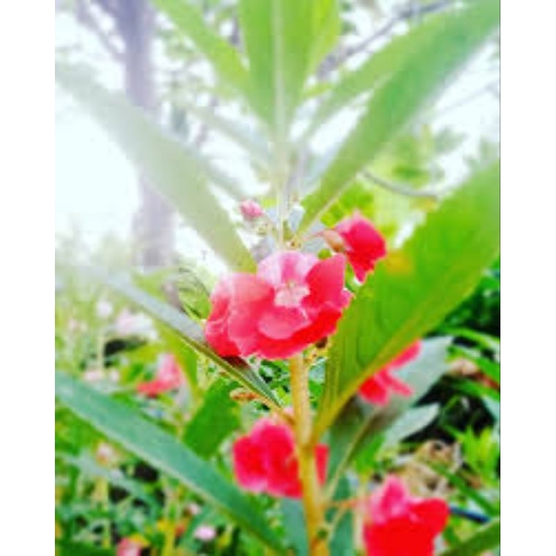 Jual 20 BUTIR BENIH BUNGA PACAR AIR | Shopee Indonesia