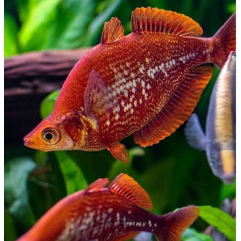 Jual ikan red scarlet rainbow rainbowfish ikan pelangi merah ikan hias ...
