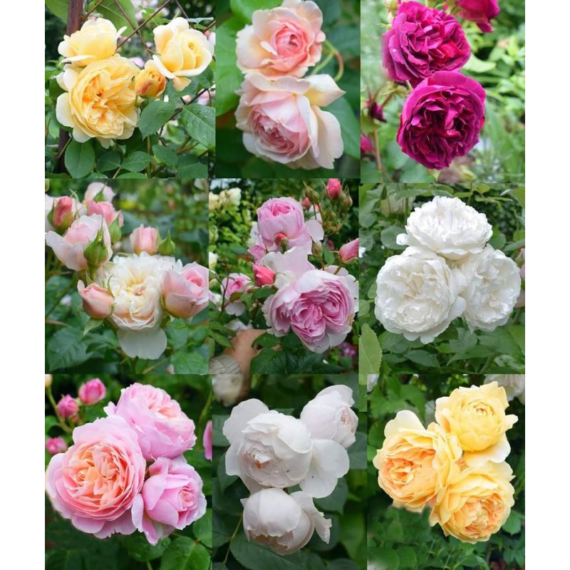 Jual Bunga Mawar Import remaja berbunga harum berbagai macam warna ...