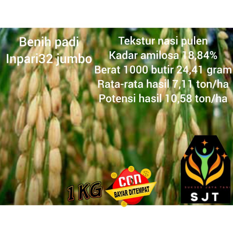 Jual benih padi unggul inpari 32 jumbo kualitas super 1kg | Shopee Indonesia