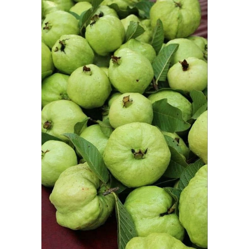 Jual jambu kristal super asli petik pohon langsung 1 kg | Shopee Indonesia