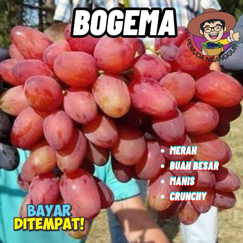Jual Bibit Anggur Bogema Merah Buah Besar Manis Crunchy PEMUDA NGANGGUR ...