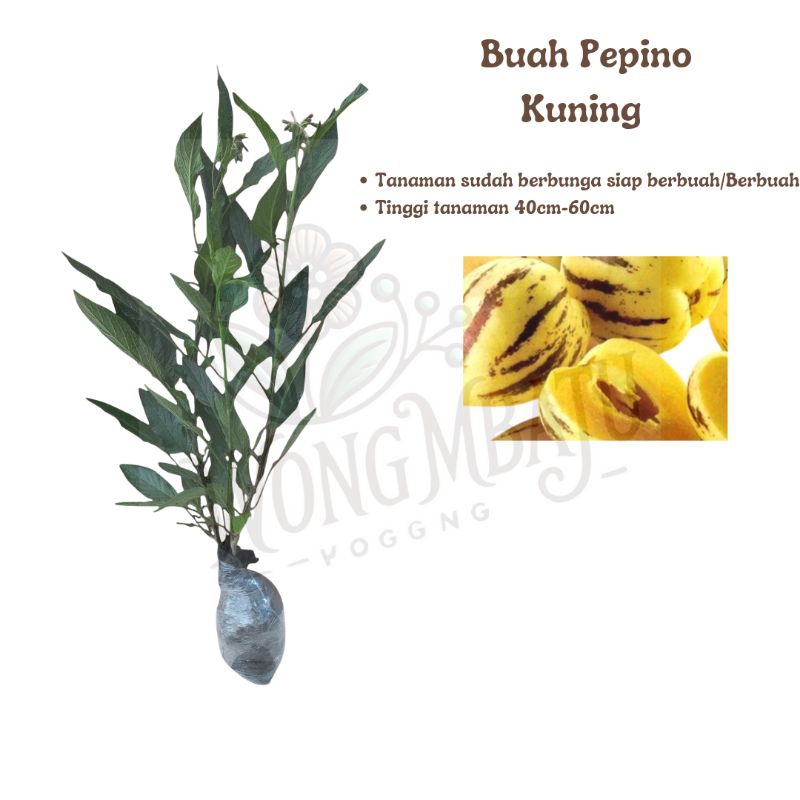 Jual Bibit Tanaman Buah Pepino Kuning Pepino Melon | Shopee Indonesia