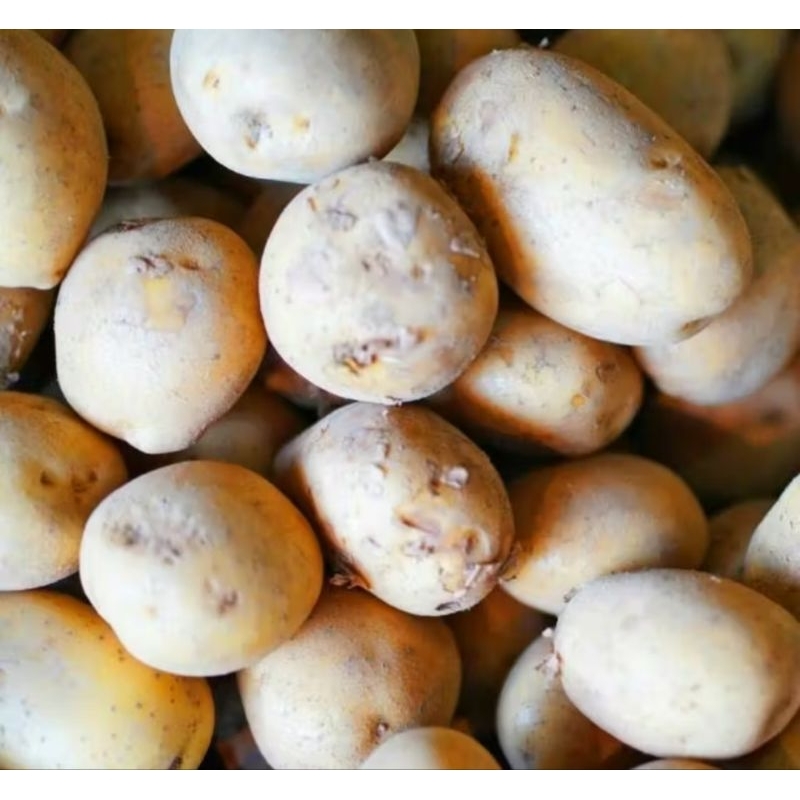 Jual KENTANG GUNUNG PENANJAKAN || KENTANG FRESH PANEN PETANI || KENTANG ...