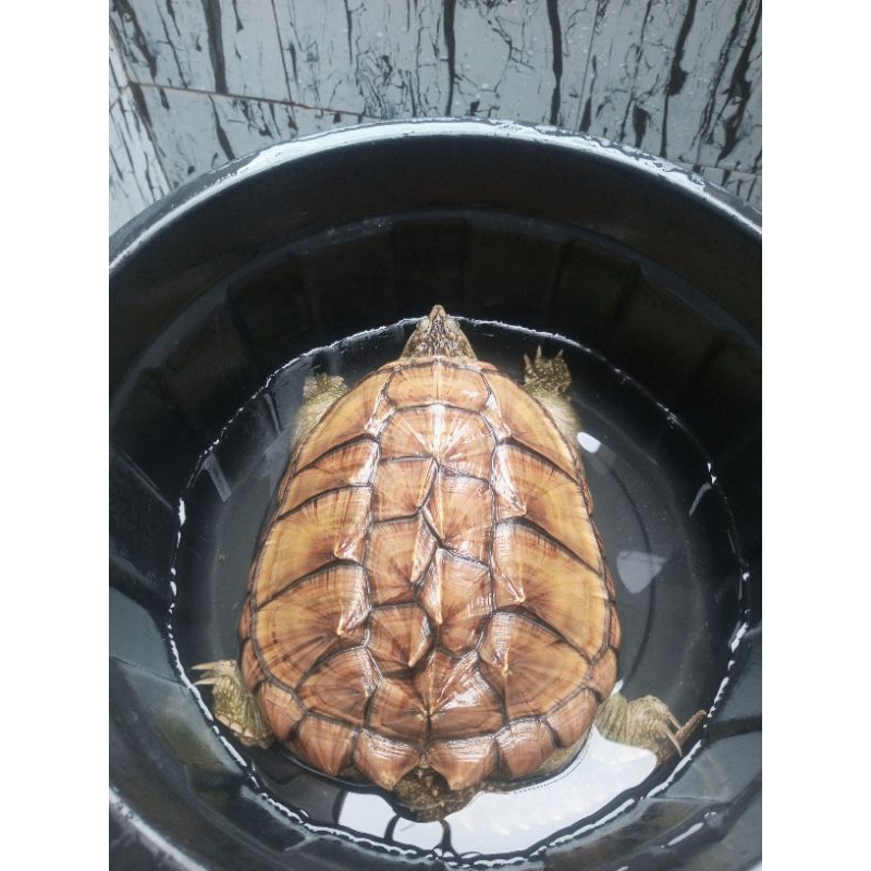 Jual Common Snapping Turtle CST Rare overscute Rapih | Bukan Aligator ...