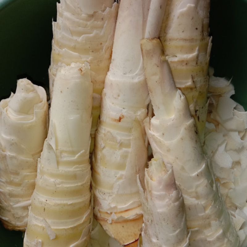 Jual Rebung sayur segar banyak manfaat dan khasiatnya di ambil langsung ...