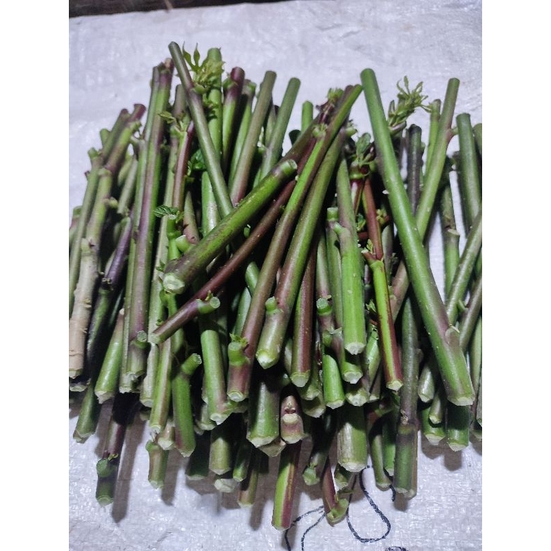 Jual BIBIT Stek singkong papua Muda panjang 20 cm | Shopee Indonesia