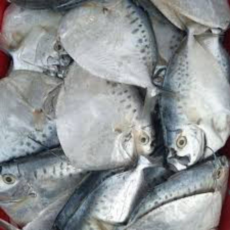 Jual ikan semar basah isi 500gram, 1kg | Shopee Indonesia