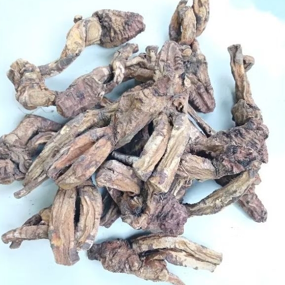 Jual Klembak / Kelembak / Klembak Menyan / Kelembak klembak kering asli ...