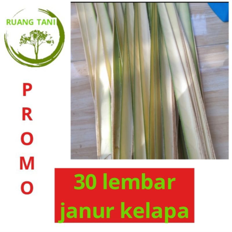 Jual JANUR KELAPA 30 LEMBAR JANUR KUNING BAHAN KETUPAT | Shopee Indonesia