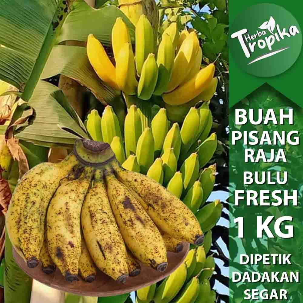 Jual Buah Pisang Raja Bulu 1 Sisir 1 kg Siap Matang toko herba tropika | Shopee Indonesia