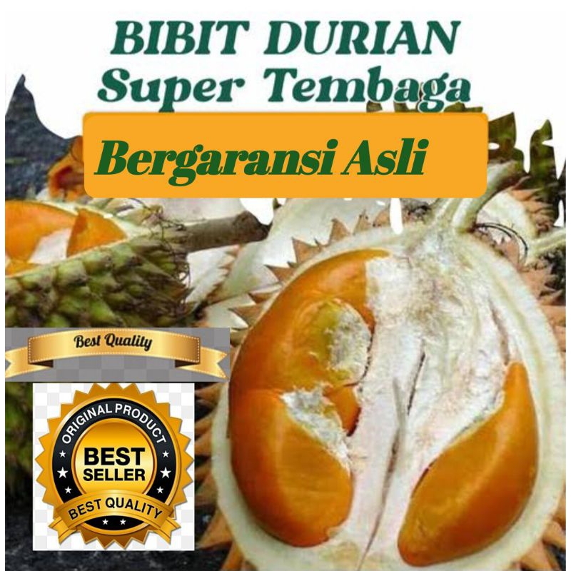 Jual BIBIT DURIAN SUPER TEMBAGA BERGARANSI ASLI | Shopee Indonesia
