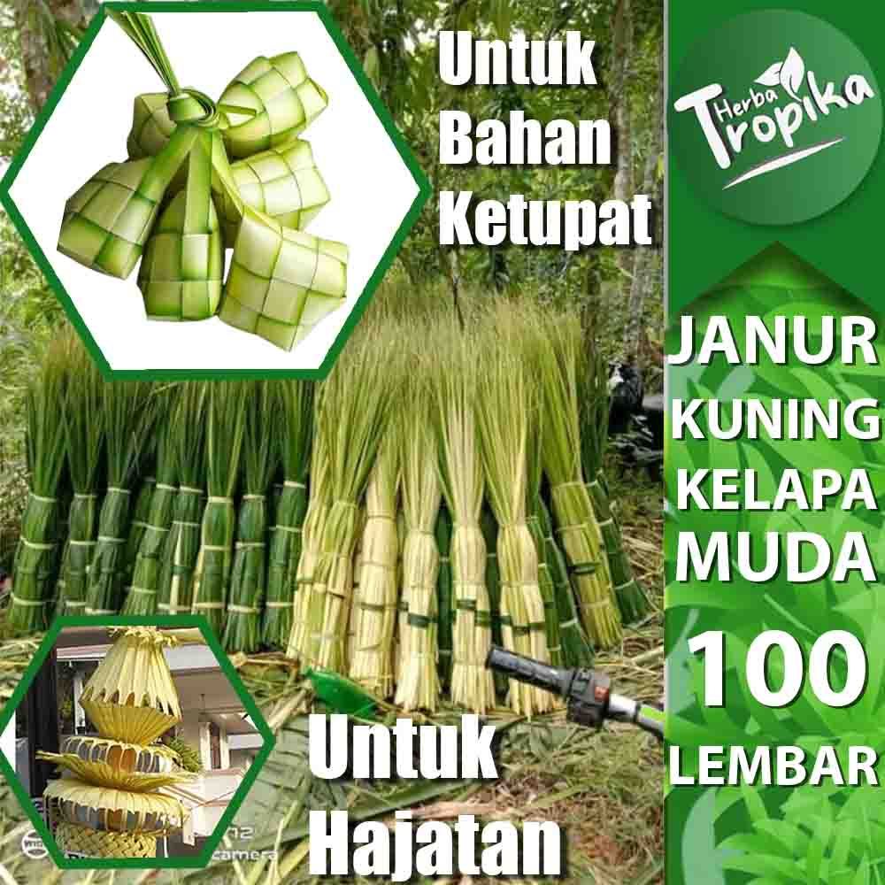 Jual Janur Kuning Daun Kelapa Muda Untuk bahan ketupat 100 lembar toko ...