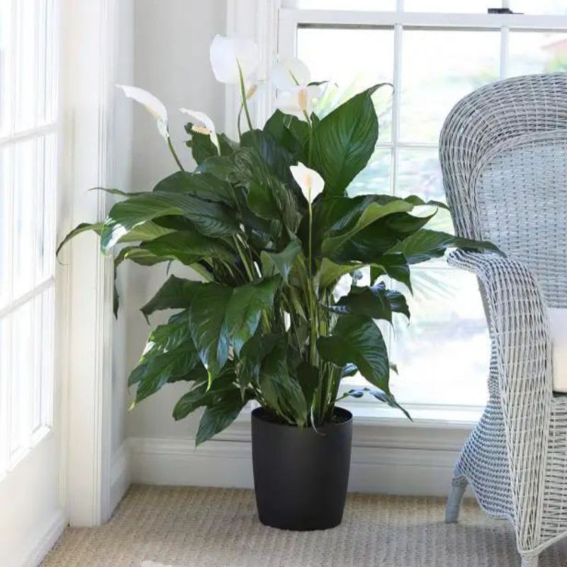 Jual ( BISA COD ) PROMO! Tanaman Hias Peace Lily Spathyfylum / Bunga ...