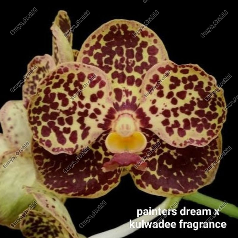 Jual Seedling Vanda Painters Dream x Kulwadee Fragrance Jumbo Thailand ...