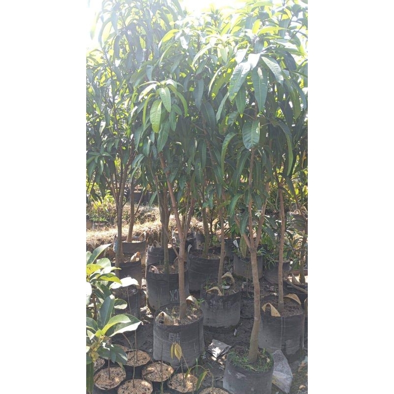 Jual Dongkelan mangga jenis kiojay, coanam , arumanis batang besar ...