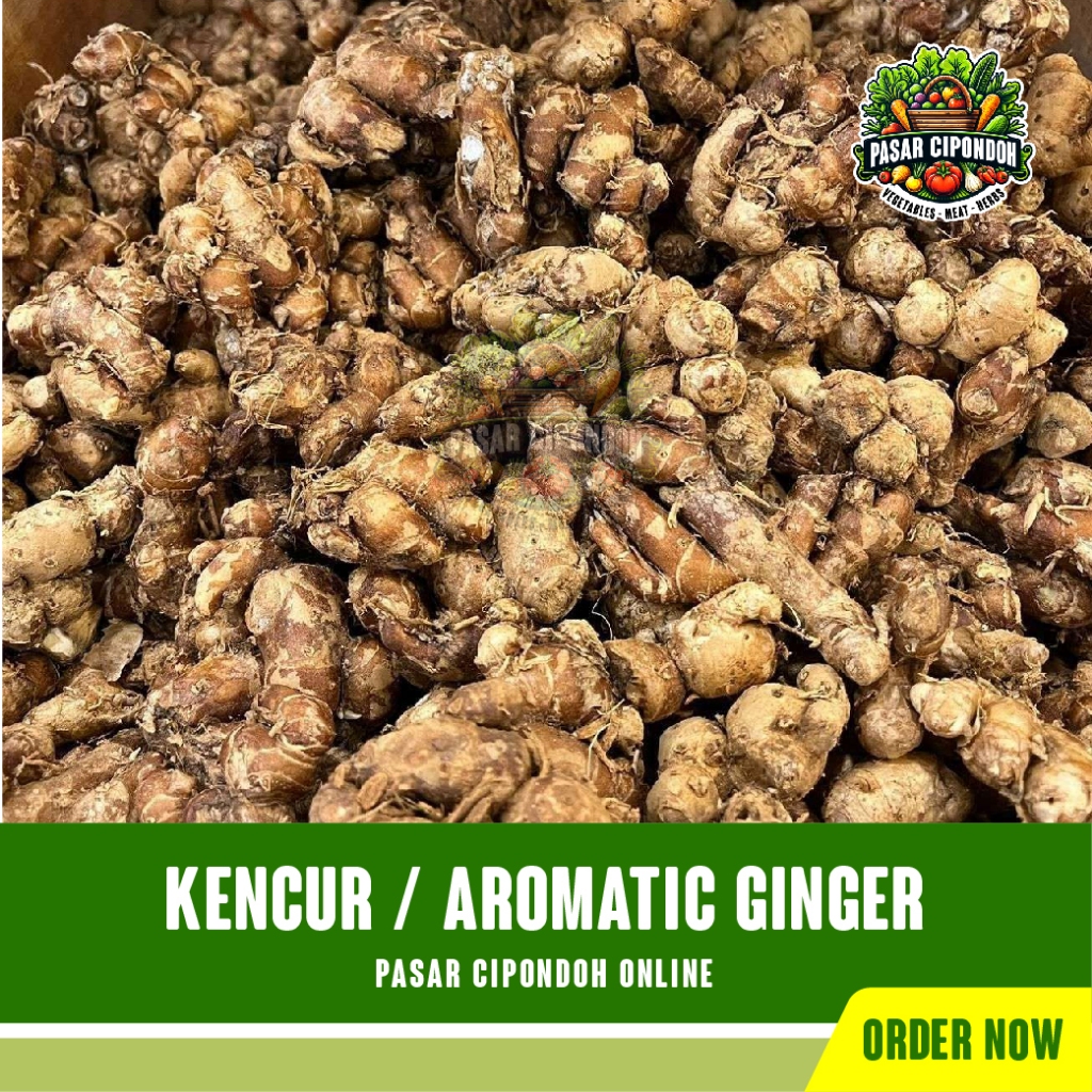 Jual Kencur Kencor Cikur Rempah Organik 100 gram / Aromatic Ginger ...