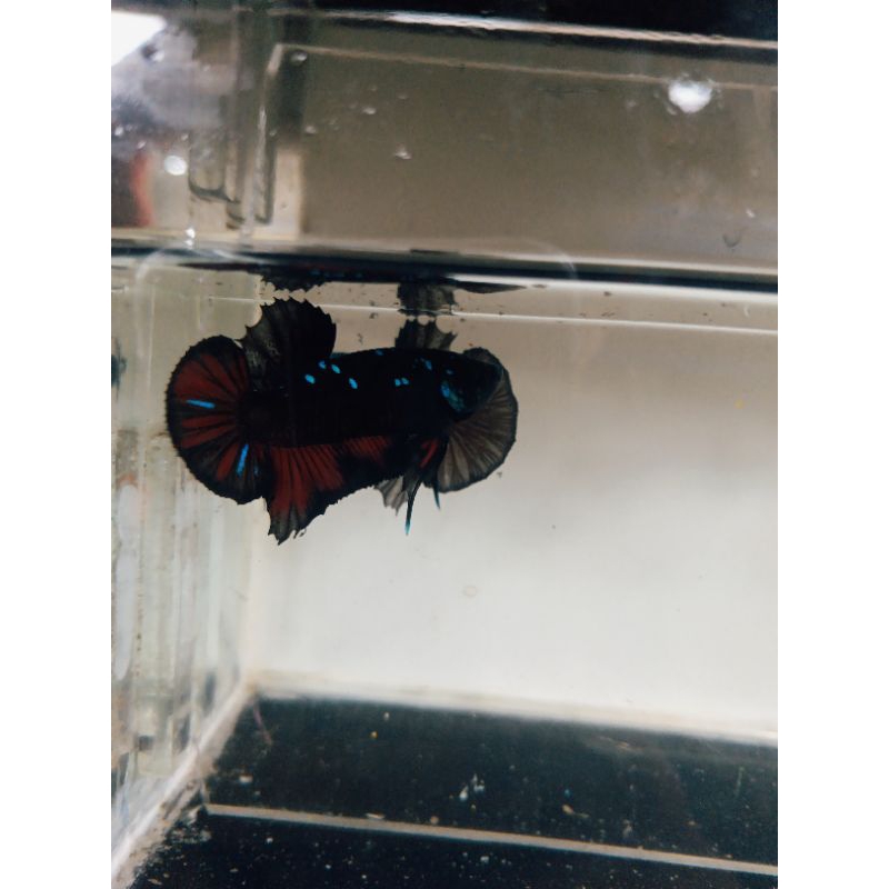 Jual cupang avatar gordon (male) | Shopee Indonesia