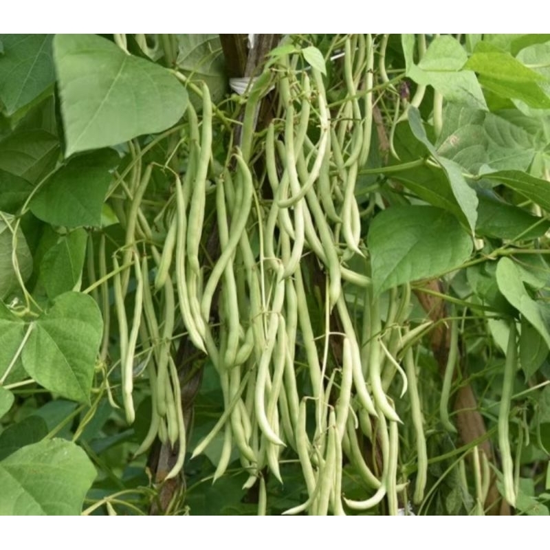 Jual Benih Buncis TRESNA Kemasan 10 Gram Sekitar 50 Biji | Shopee Indonesia