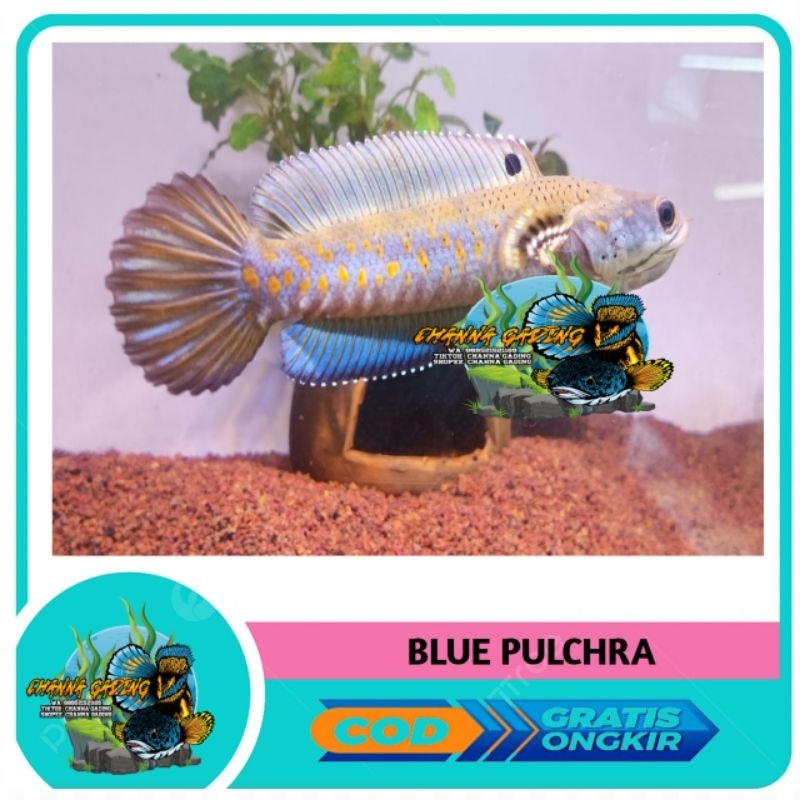 Jual PATUNG CHANNA blue pulcra SUPER GRADE A | Shopee Indonesia