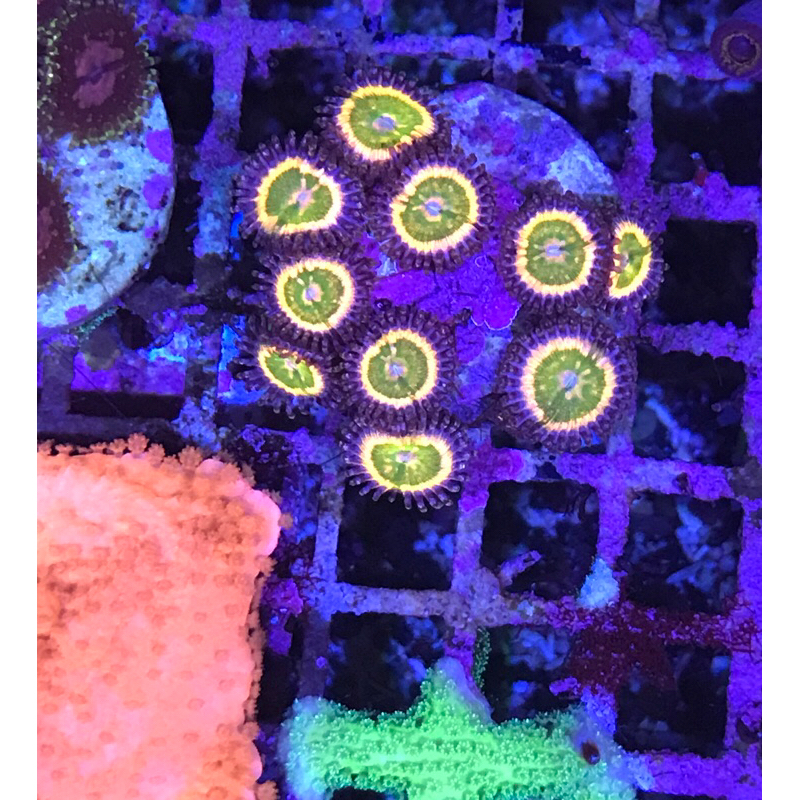 Jual Zoanthids premium Sunny D’Zoa aquaculture | Shopee Indonesia