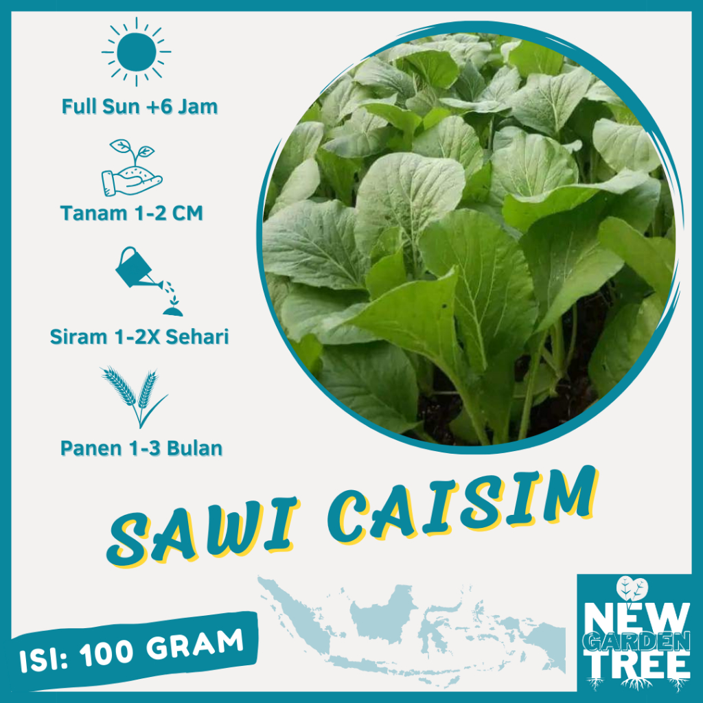 Jual 100 GRAM - BENIH SAWI HIJAU CAISIM KUALITAS UNGGUL | Shopee Indonesia