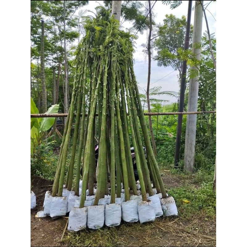 Jual pakis brazil/solobium parahiba 2 m batang besar karantina | Shopee ...