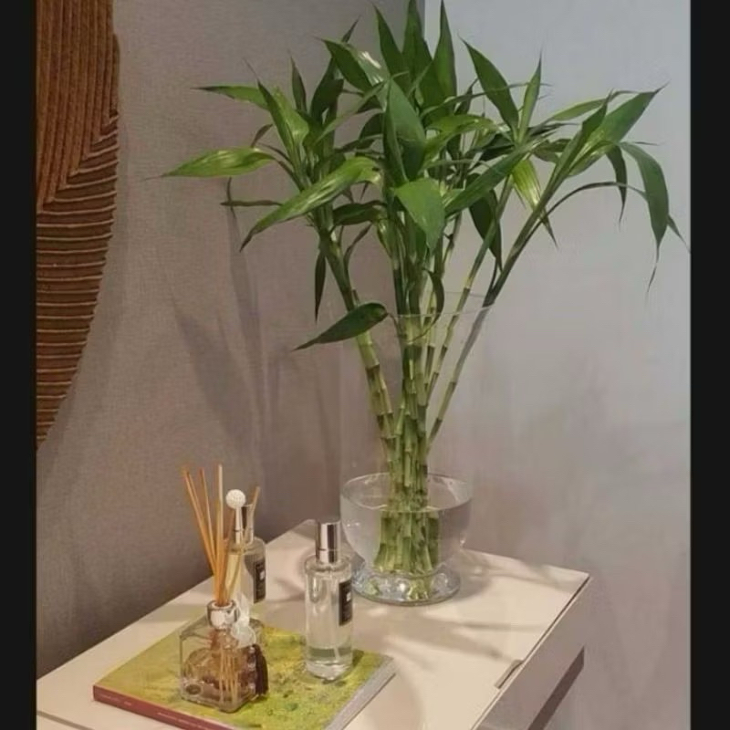 Jual Bambu Hoki 6 batang Daun Rimbun | Shopee Indonesia