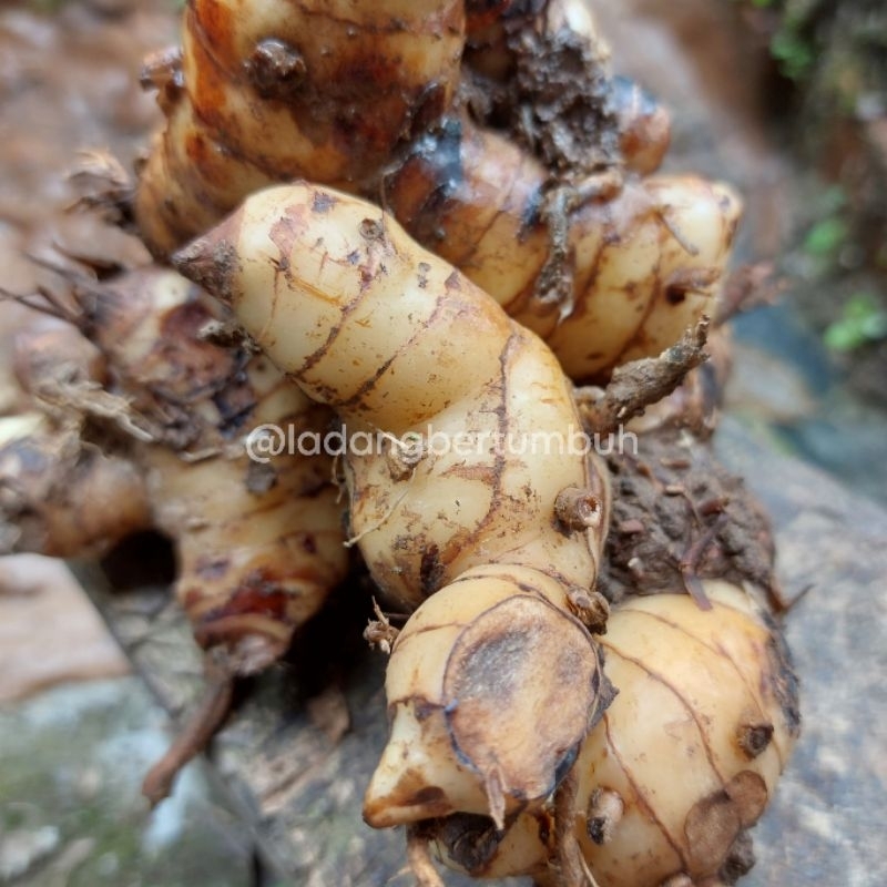 Jual Lengkuas Fresh Rempah Segar Kebutuhan Bumbu Dapur/Laos Bumbu ...