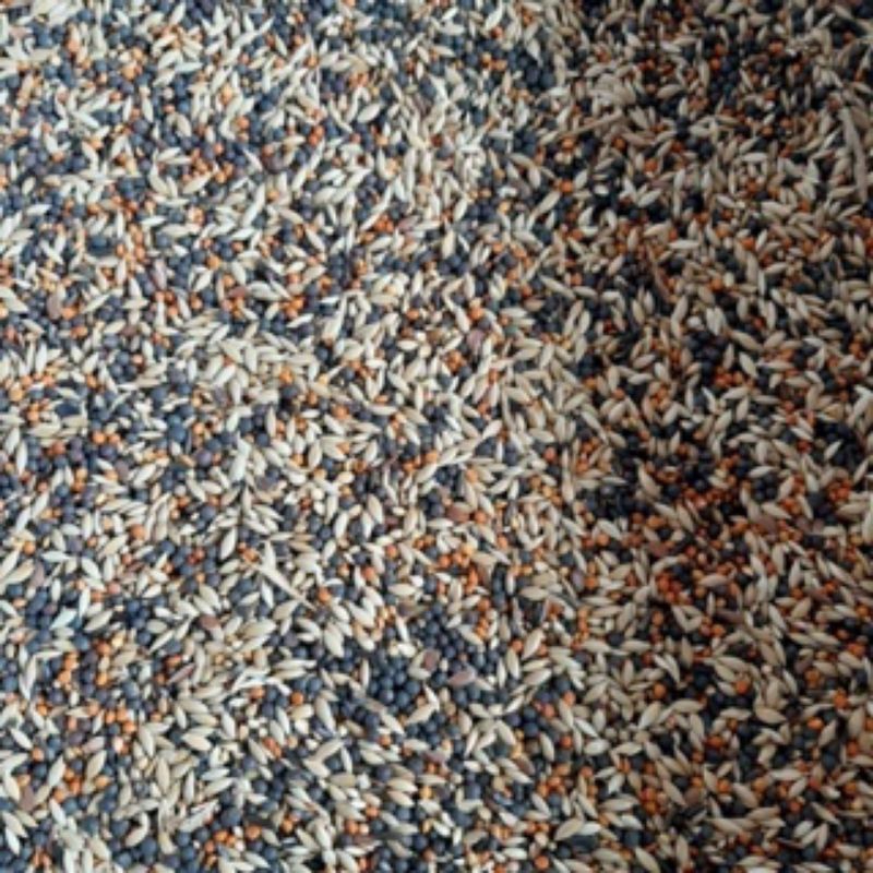 Jual Kenari seed mix Niger biji sawi milet pakan burung kenari mix biji ...