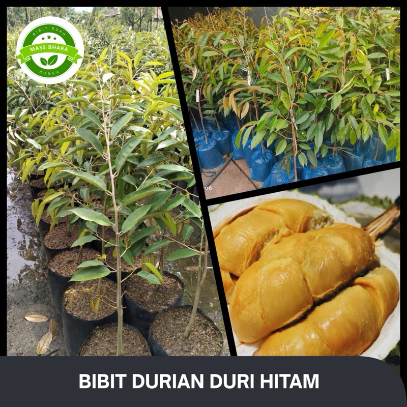 Jual DURIAN DURI HITAM/OCHE BLACKTHORN 1 meter | Shopee Indonesia