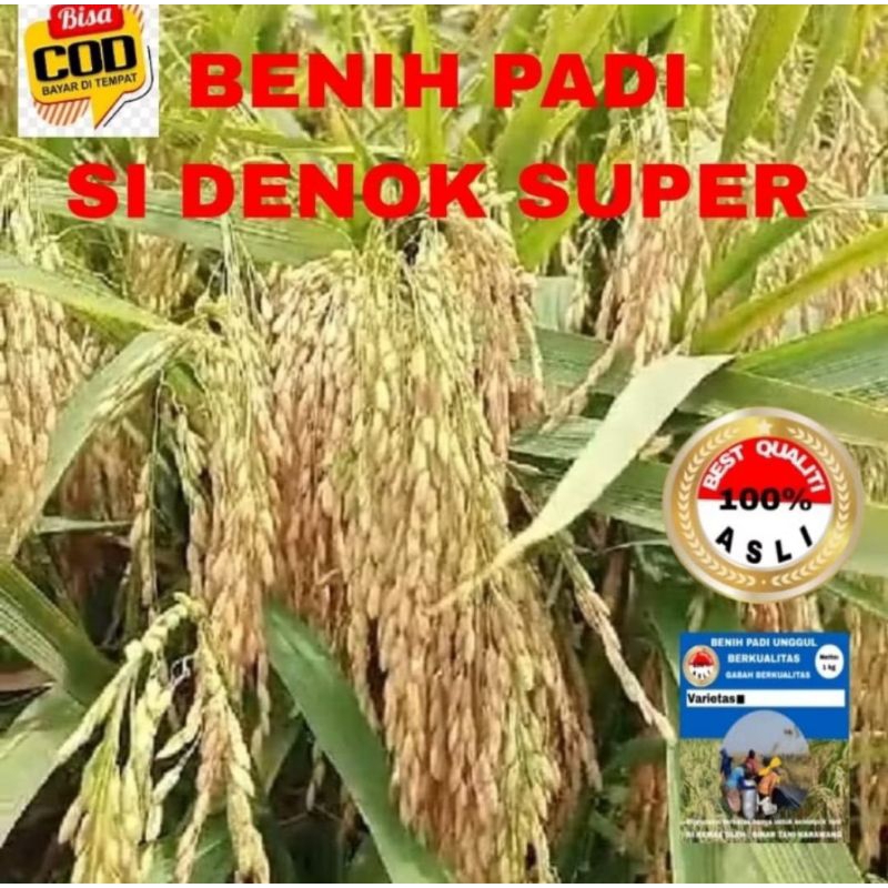 Jual BENIH PADI SI DENOK KUALITAS SUPER UNGGUL KEMASAN 1KG | Shopee ...