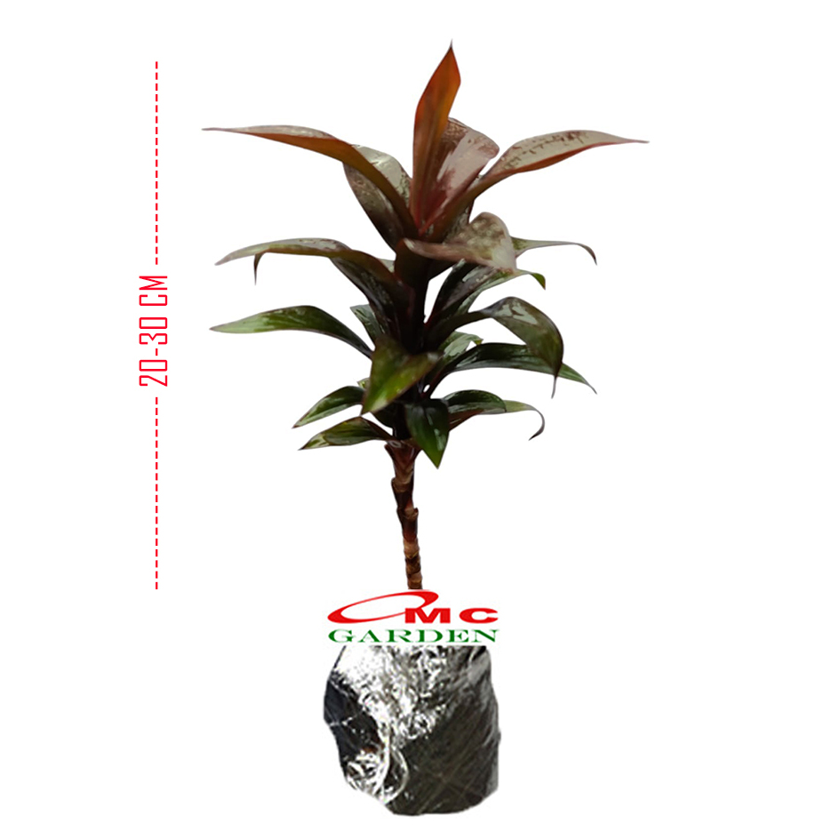 Jual Bibit Tanaman Hias Hanjuang Merah Mini Andong Merah Mini Tanaman ...